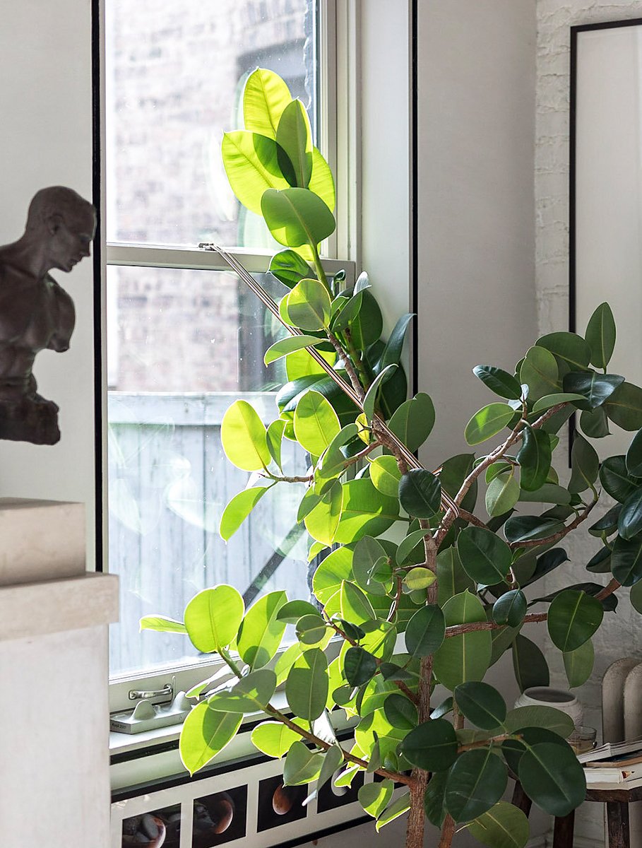 Suzanne Tick - Hoffman